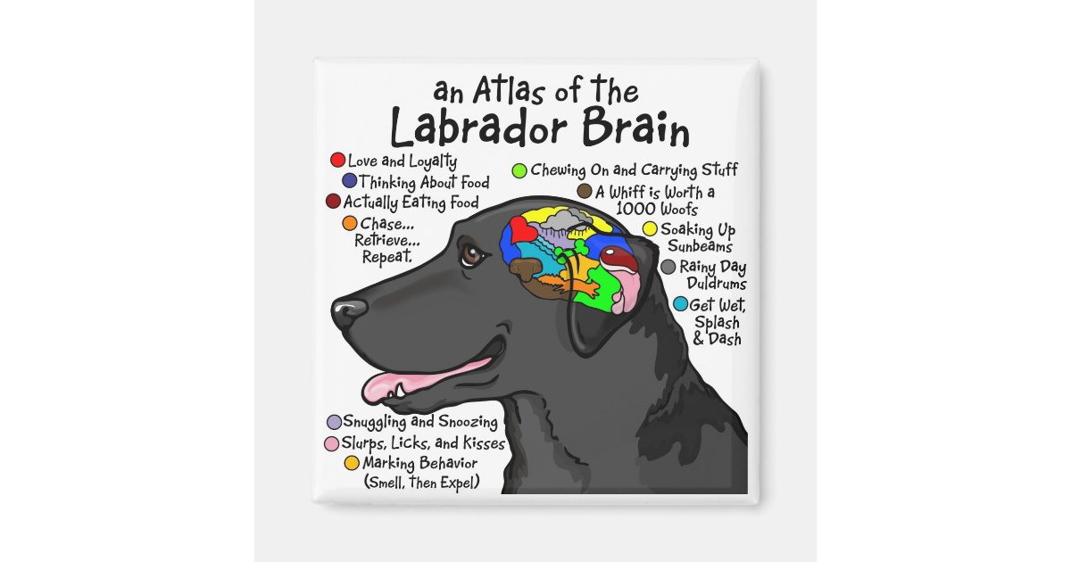 Black Labrador Brain Atlas Magnet | Zazzle