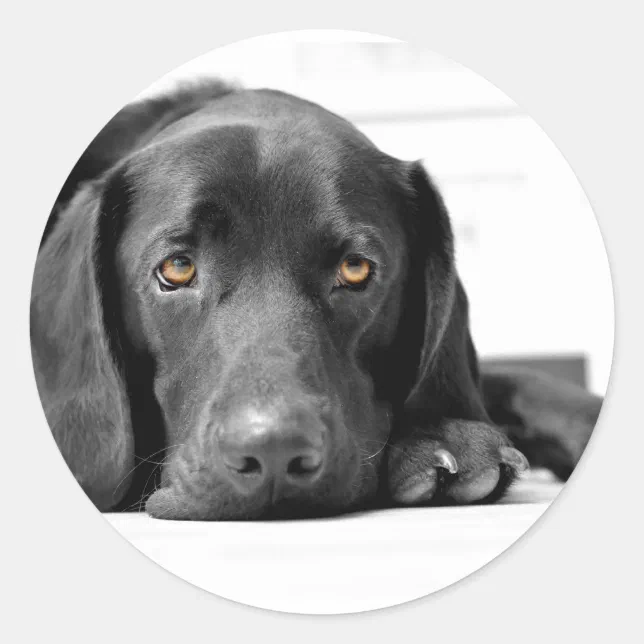 Black Labrador Classic Round Sticker | Zazzle