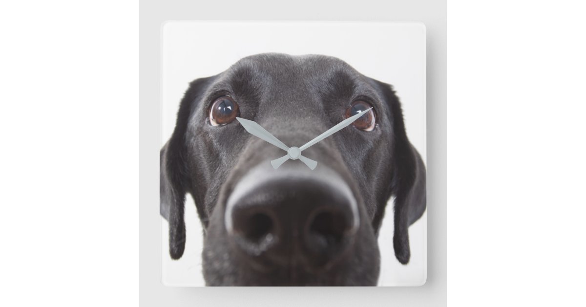 Black Labrador Closeup Portrait Square Wall Clock | Zazzle