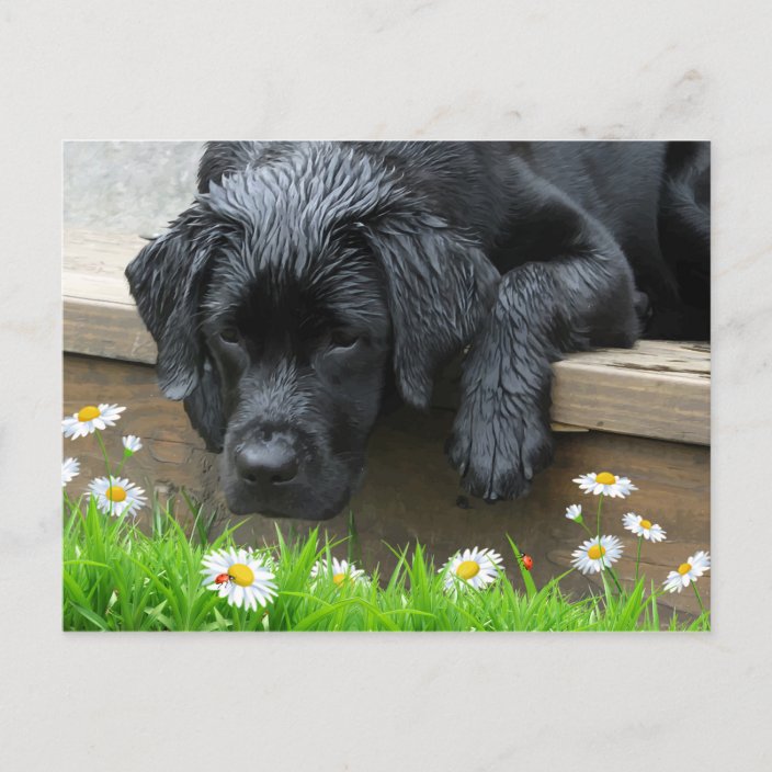 Black Labrador Cute Dog Daisy Flowers Ladybug Postcard | Zazzle.com