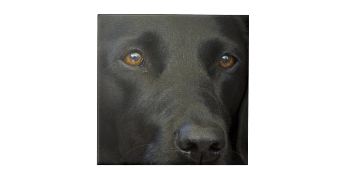 Black Labrador Dog Ceramic Tile | Zazzle