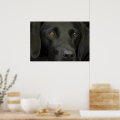Black Labrador Dog Poster | Zazzle