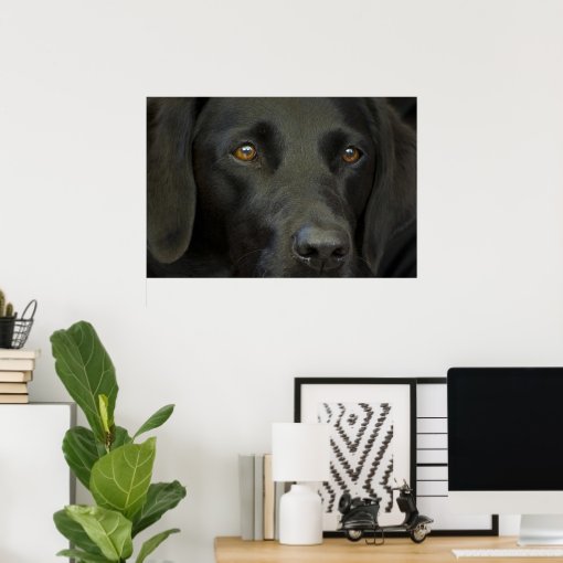 Black Labrador Dog Poster | Zazzle