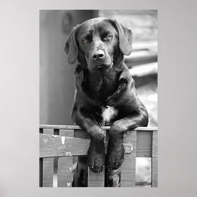 Black Labrador Dog Poster Print | Zazzle