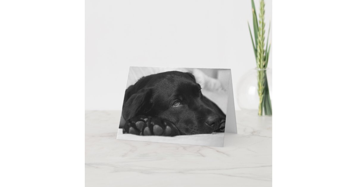 Black Labrador Get Well Card | Zazzle