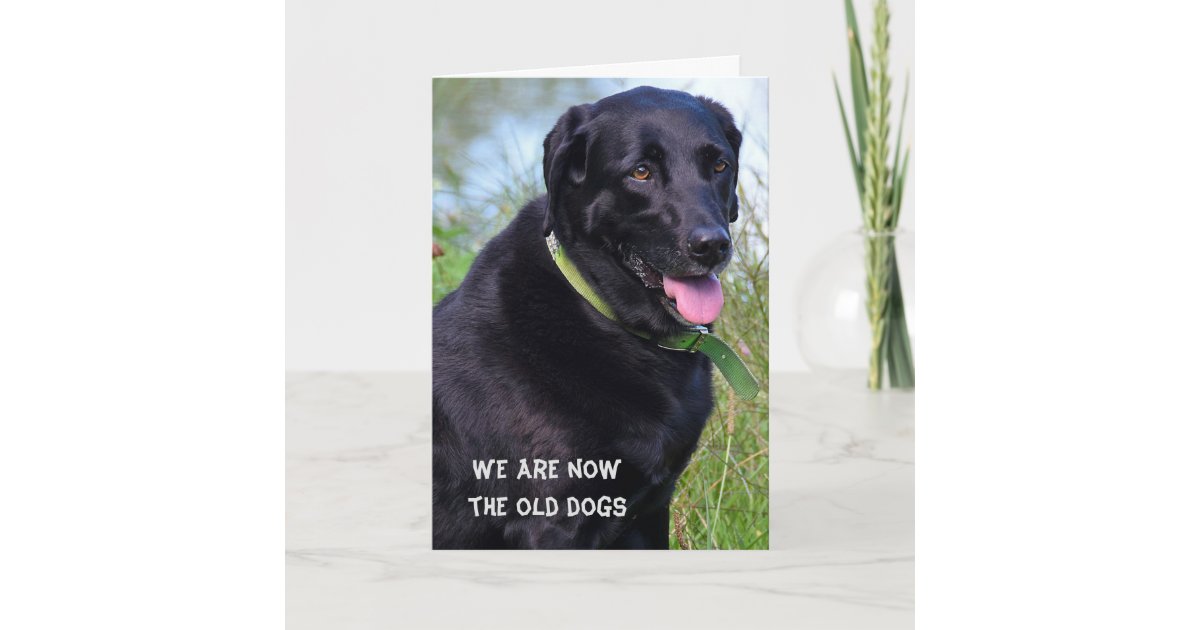 Black Labrador Retriever birthday humor Card | Zazzle