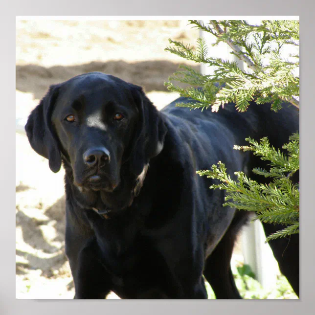 Black Labrador Retriever Dog Poster | Zazzle