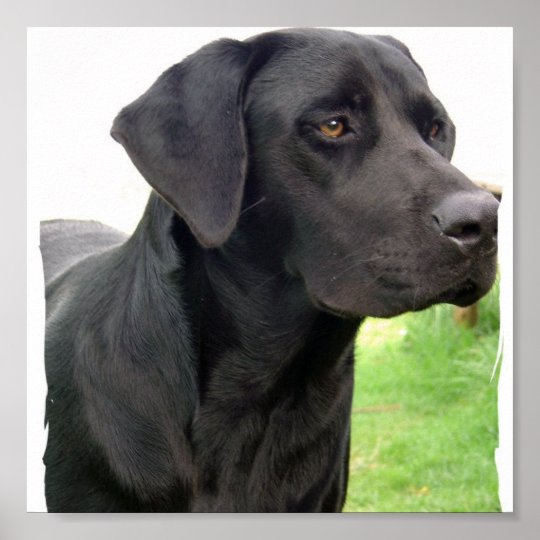 Black Labrador Retriever Dog Poster Print | Zazzle.com