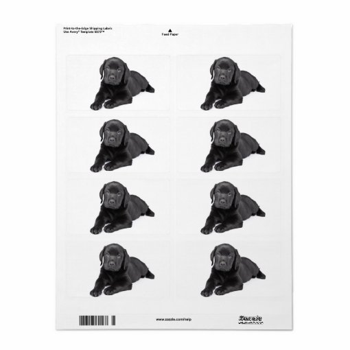 Black Labrador Retriever Puppy Dog Sticker | Zazzle
