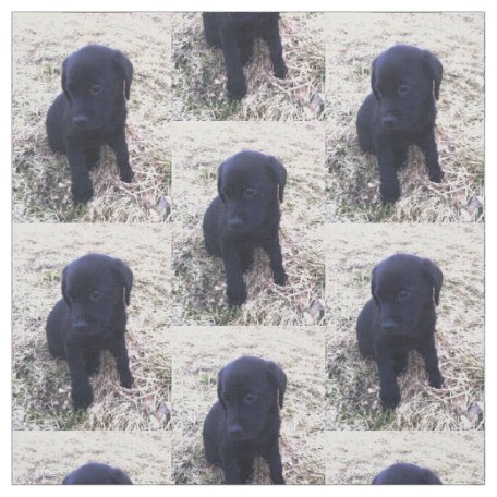 Labrador Retriever Fabric | Zazzle