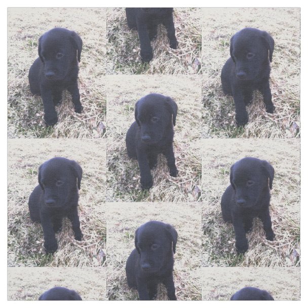 Labrador Retriever Fabric | Zazzle