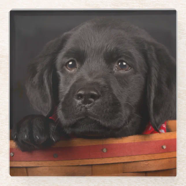 Black labrador retriever puppy in a basket glass coaster | Zazzle