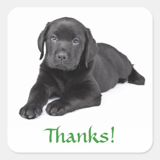 Black Labrador Retriever Puppy Thank You Sticker | Zazzle.com