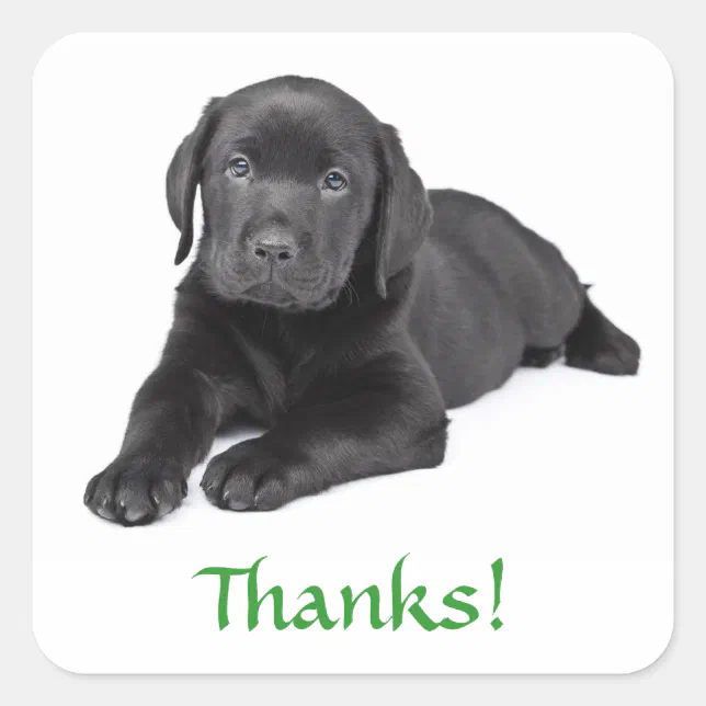 Black Labrador Retriever Puppy Thank You Sticker | Zazzle