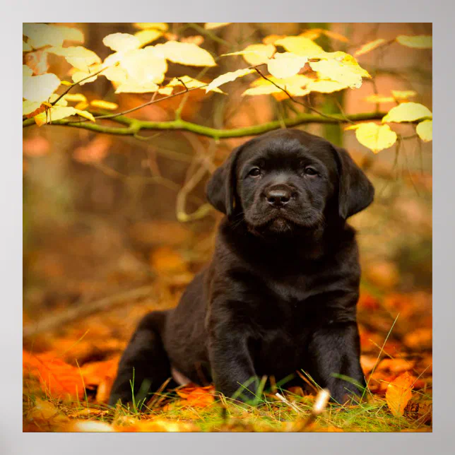 Black Labrador Retriever Puppy With Autumn Leaves Poster | Zazzle