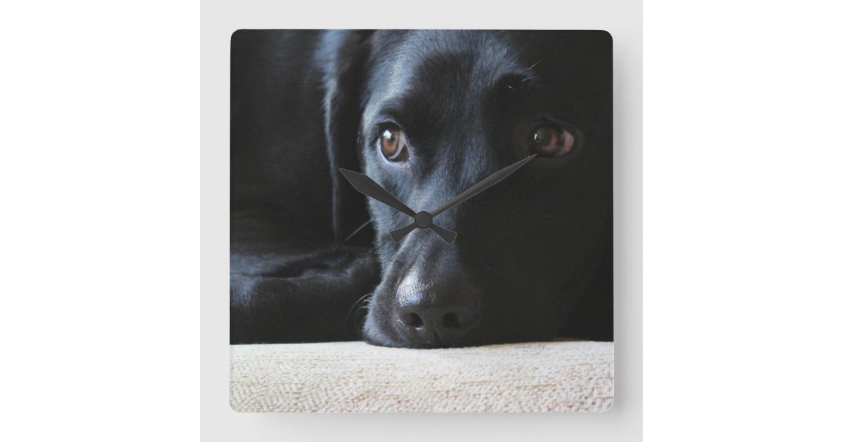 Black Labrador Square Wall Clock | Zazzle