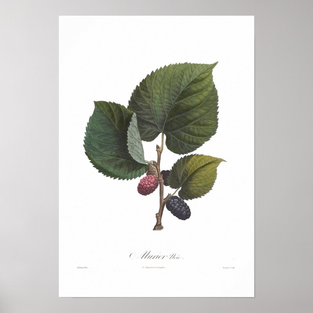 Black Mulberry Poster | Zazzle