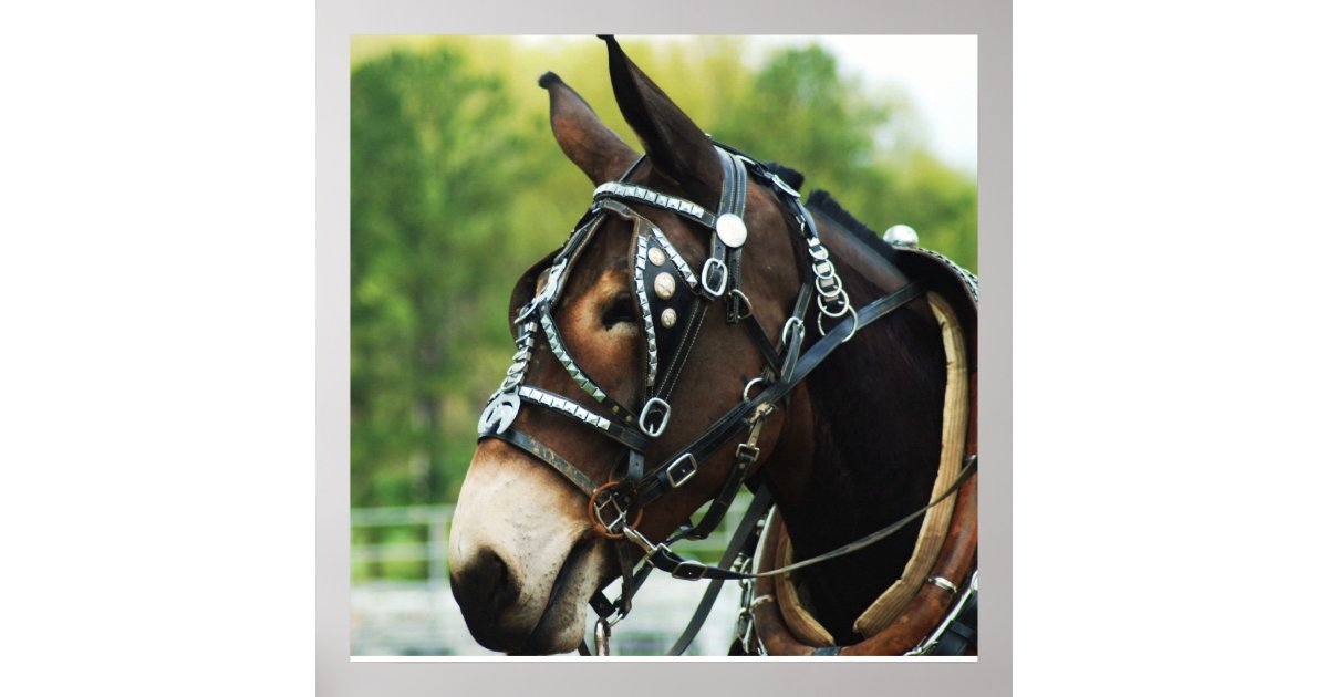 black mule poster | Zazzle