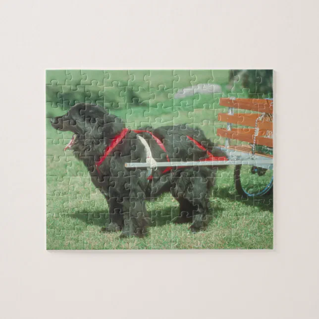 Black Newfoundland Cart Dog Puzzle | Zazzle