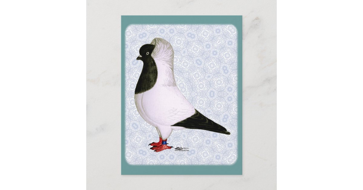Black Nun Pigeon 1973 Postcard | Zazzle