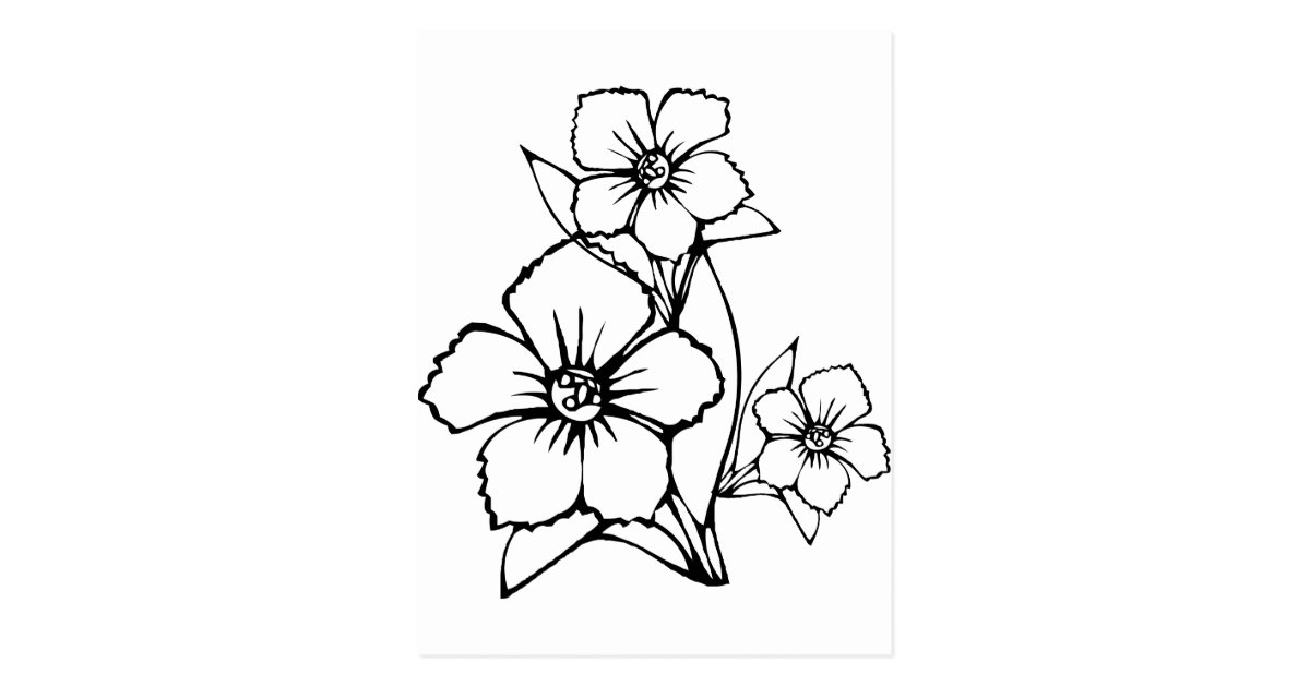 Black outline of three flower postcard | Zazzle.com