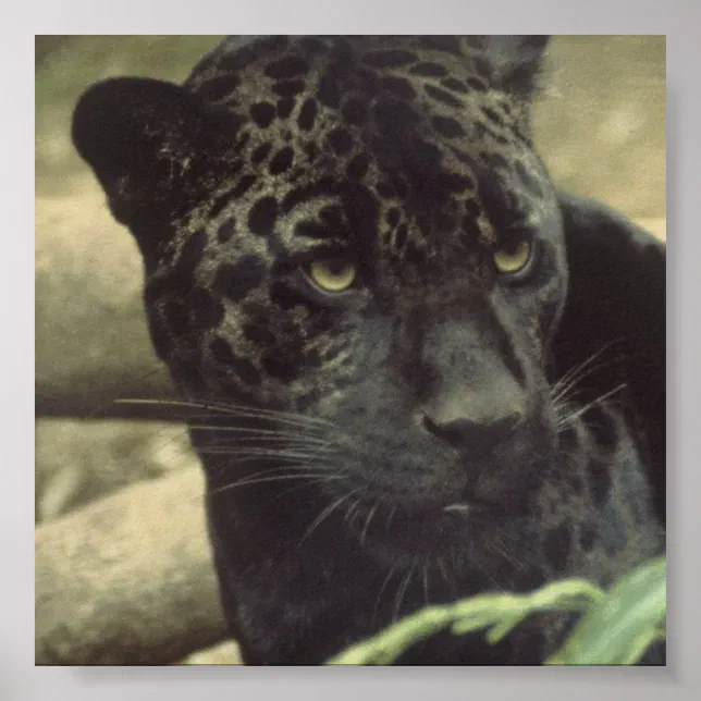 Black Panther Poster | Zazzle