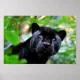 Black Panther Poster | Zazzle