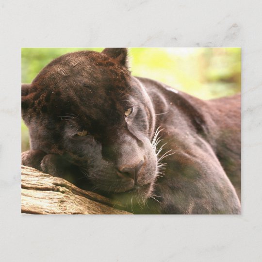 Black Panther Sleeping Postcard | Zazzle.com