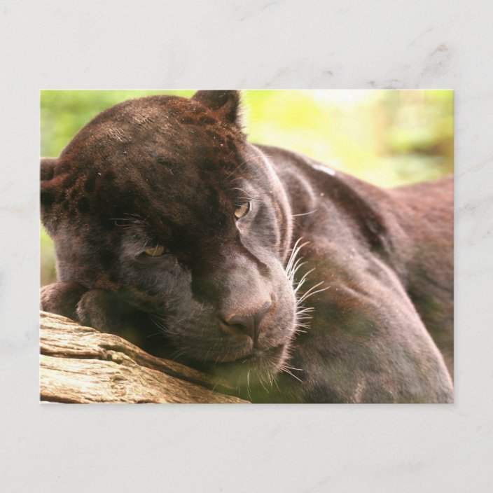 Black Panther Sleeping Postcard | Zazzle.com