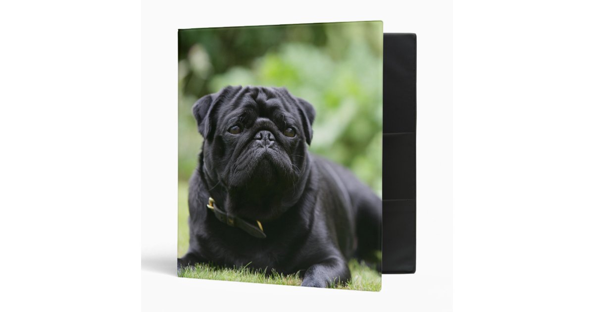 Black Pug Laying Down Binder | Zazzle