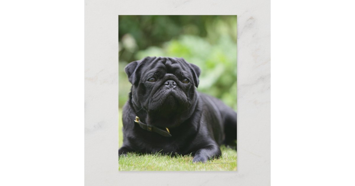 Black Pug Laying Down Postcard | Zazzle