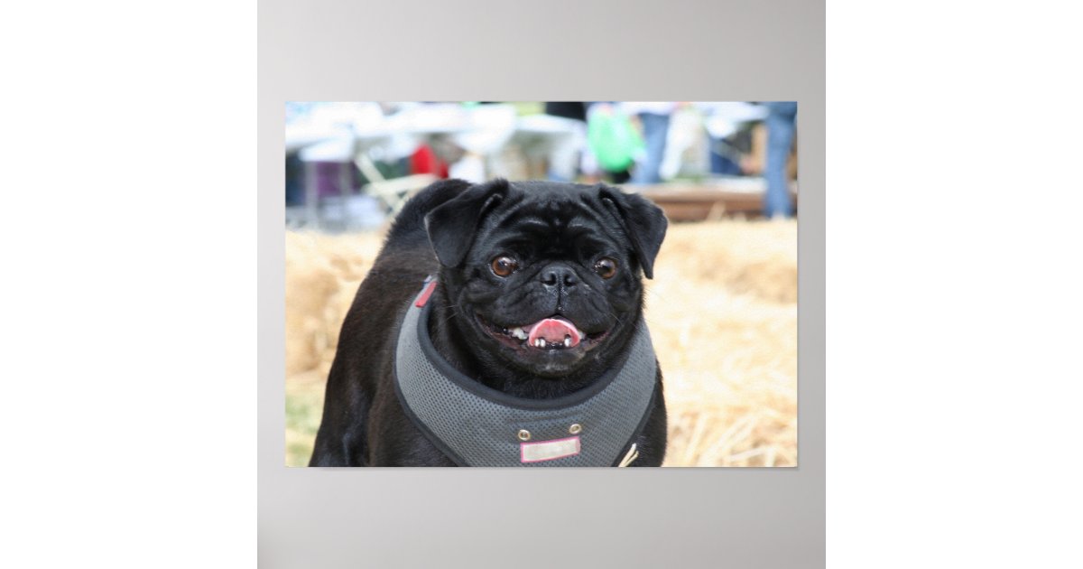 Black Pug poster | Zazzle