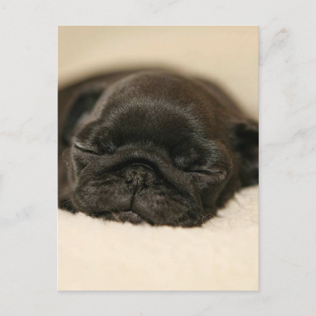 Black Pug Puppy Sleeping Postcard | Zazzle