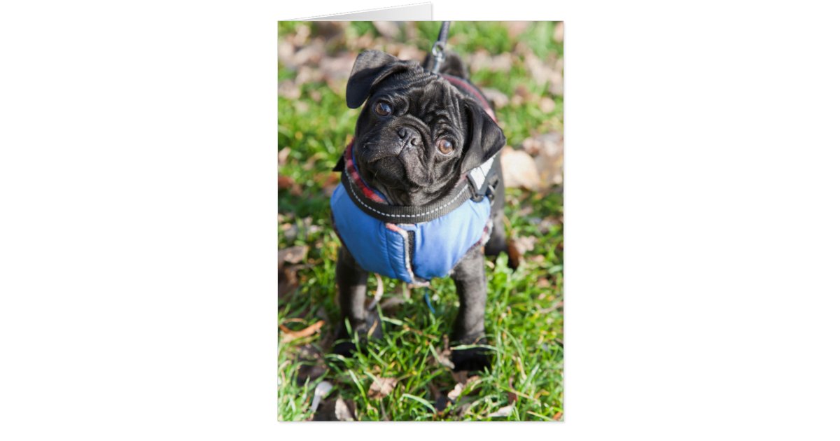 Black Pug Puppy Wearing A Jacket | Zazzle