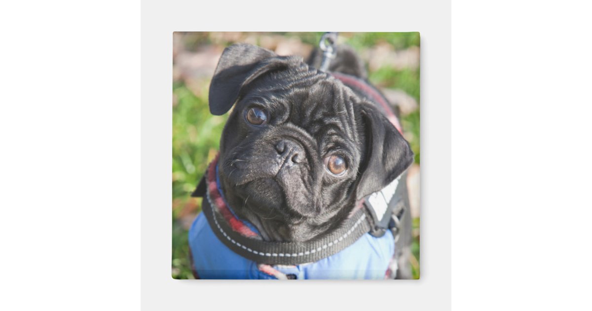 Black Pug Puppy Wearing A Jacket Magnet | Zazzle