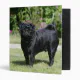 Black Pug Standing Looking at Camera Binder | Zazzle