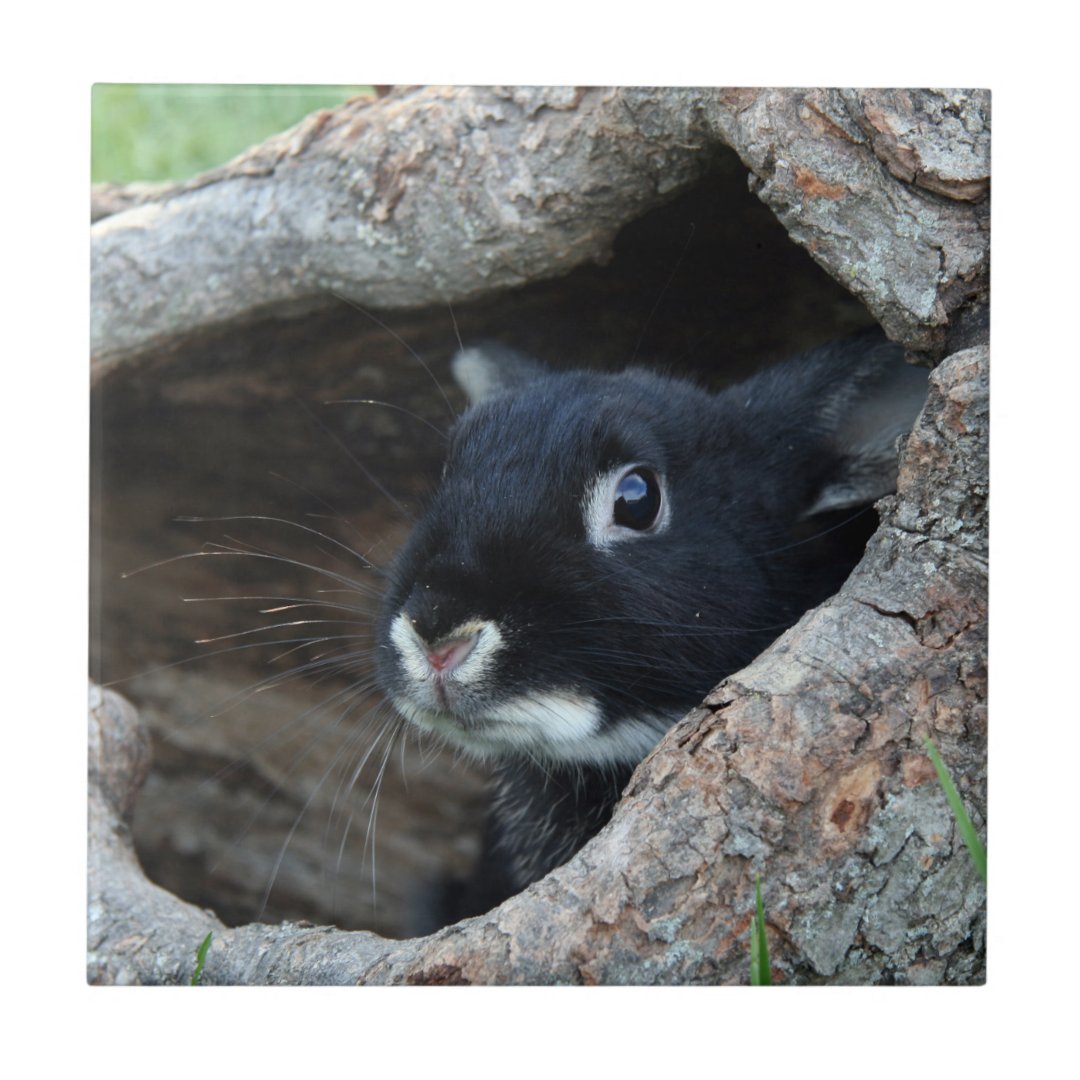 Black Rabbit in Hollow of a Tree Ceramic Tile | Zazzle