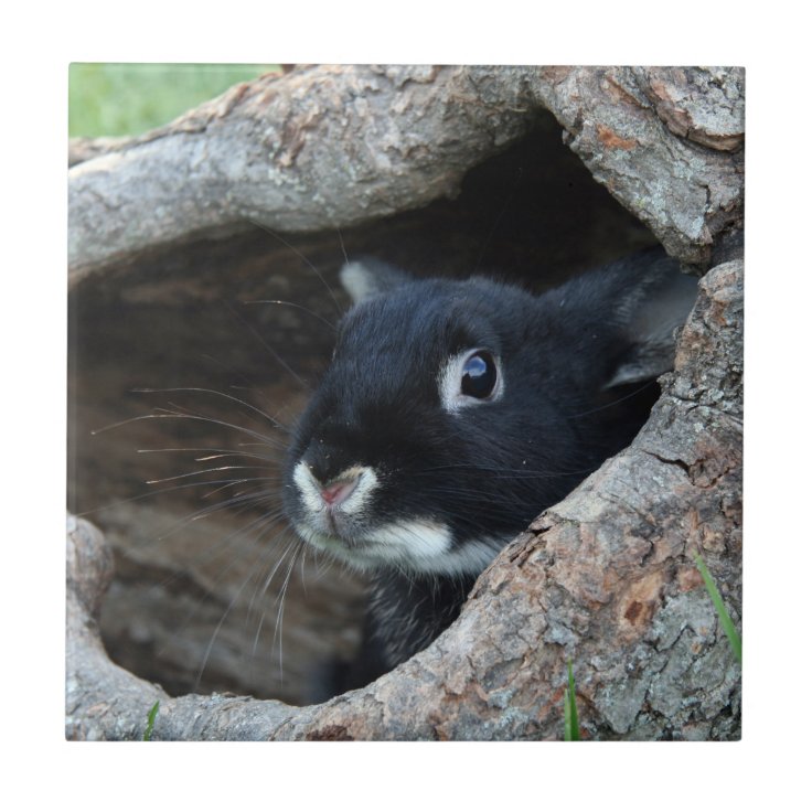Black Rabbit in Hollow of a Tree Ceramic Tile | Zazzle