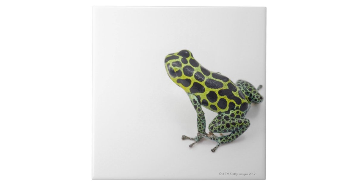 Black Spotted Green Poison Dart Frog Tile | Zazzle