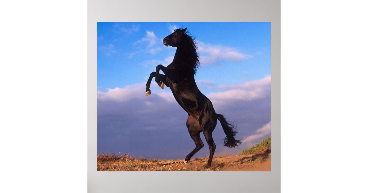 Black Stallion Poster | Zazzle