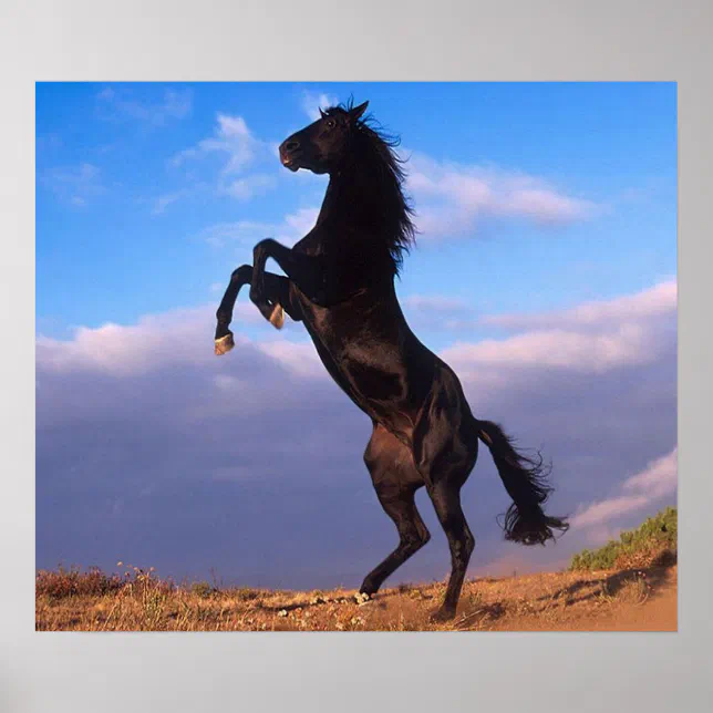 Black Stallion Poster | Zazzle
