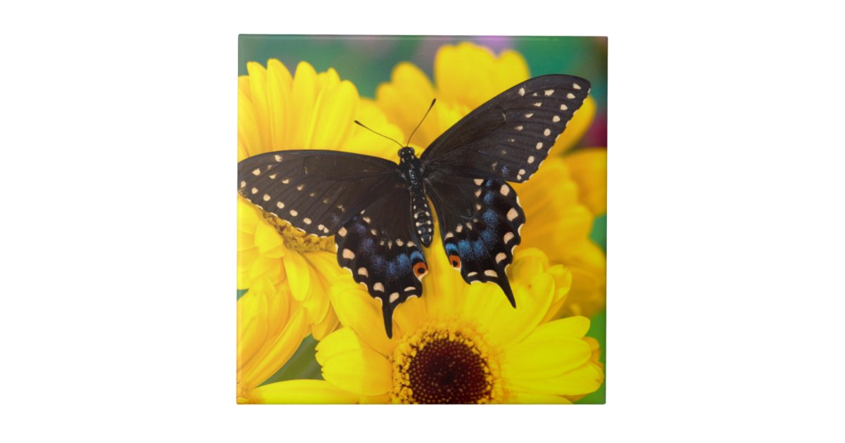 Black Swallowtail butterfly Tile | Zazzle