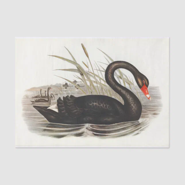 Black Swan Vintage Decoupage Tissue Paper | Zazzle
