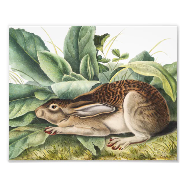 Black-tailed Hare Rabbit (Lepus negricaudatus) Photo Print | Zazzle