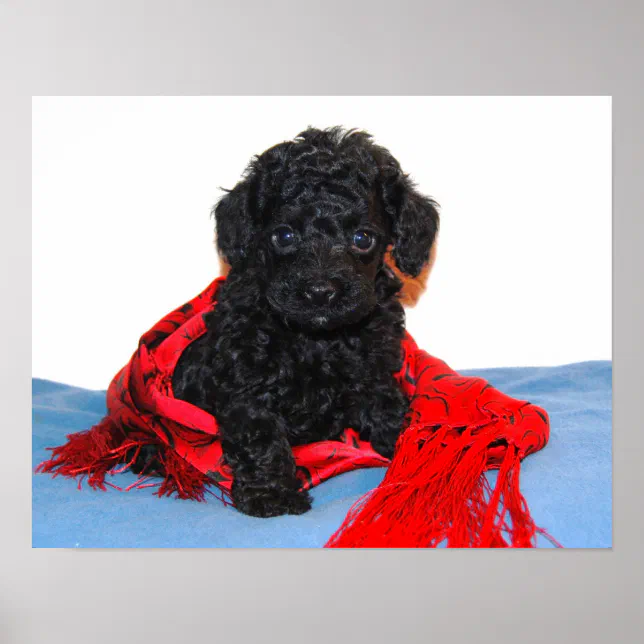 Black Toy Poodle puppy with red scarf Poster | Zazzle