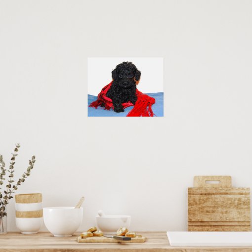 Black Toy Poodle puppy with red scarf Poster | Zazzle