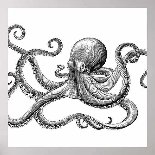 Black Vintage Octopus Scientific Illustration Poster | Zazzle
