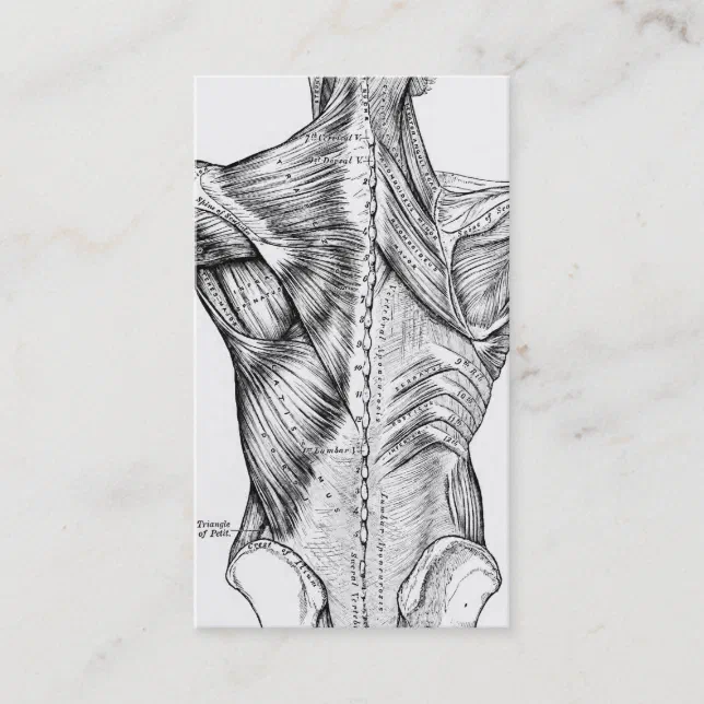 Black & White Anatomy Art Back Muscles QR Code V2 Business Card | Zazzle