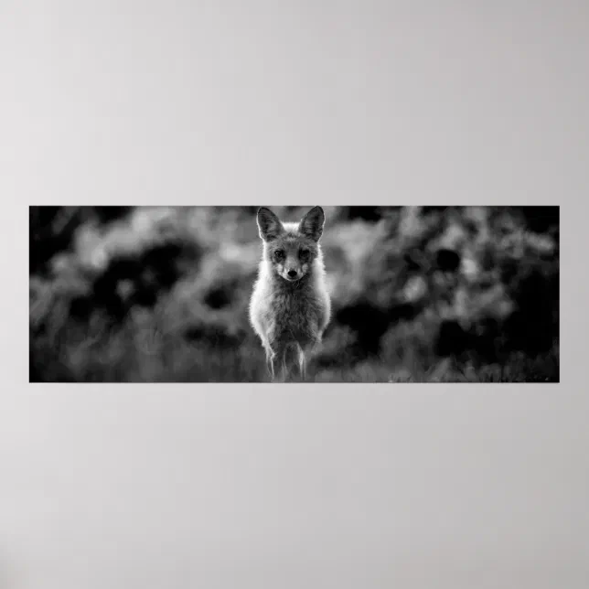 Black & White Fox Poster | Zazzle