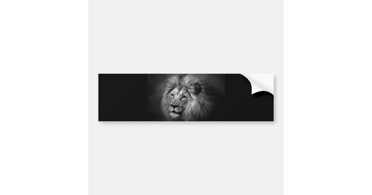 Black & White Lion Photo Bumper Sticker | Zazzle